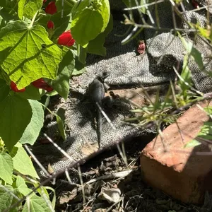 But Why: A Podcast for Curious Kids : | Noice Podcast