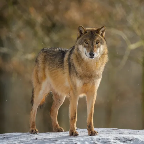 Short Wave : Wolves Are Thriving In The Radioactive Chernobyl Exclusion ...
